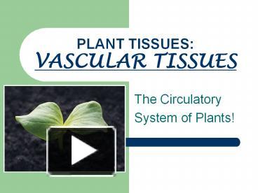 PLANT TISSUES: VASCULAR TISSUES presentation | free to download