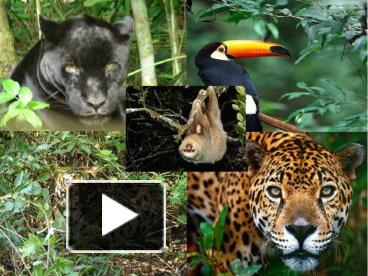 The Tropical Rainforest presentation | free to download