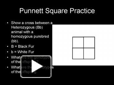 Punnett Square Template