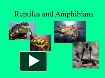 PPT – Reptiles and Amphibians PowerPoint presentation | free to ...