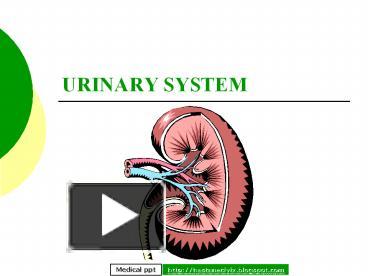PPT – URINARY SYSTEM PowerPoint presentation | free to view - id ...