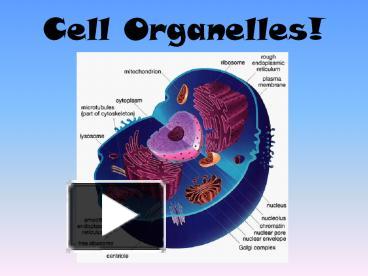 PPT – Cell Organelles! PowerPoint presentation | free to download - id ...