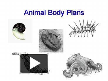 Animal Body Plans presentation | free to view