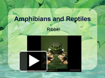PPT – Amphibians and Reptiles PowerPoint presentation | free to view ...