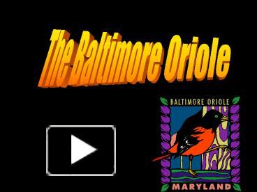 PPT – The Baltimore Oriole PowerPoint presentation | free to view - id ...