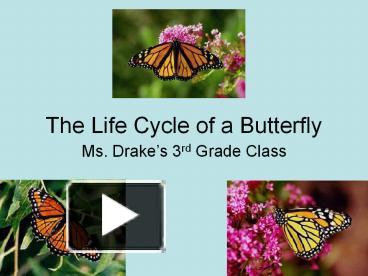 The Life Cycle of a Butterfly presentation | free to view