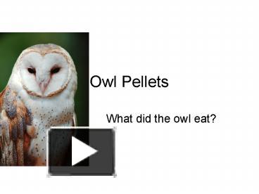 Owl Pellets presentation | free to download