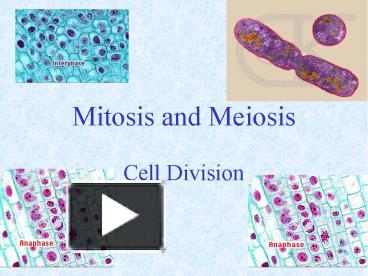 PPT – Mitosis and Meiosis PowerPoint presentation | free to download ...