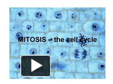PPT – MITOSIS PowerPoint presentation | free to download - id: 5281f0-ZmM3N