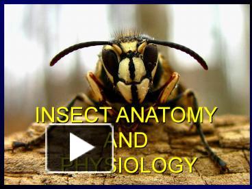 INSECT ANATOMY AND PHYSIOLOGY presentation | free to view