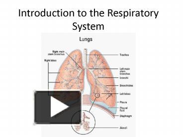 Introduction to the Respiratory System presentation | free to view