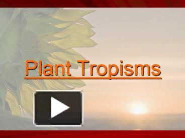 Plant Tropisms presentation | free to view