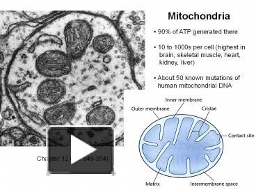 Mitochondria presentation | free to download