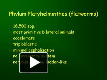 Phylum Platyhelminthes (flatworms) presentation | free to view