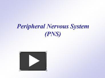 PPT – Peripheral Nervous System PowerPoint presentation | free to view ...