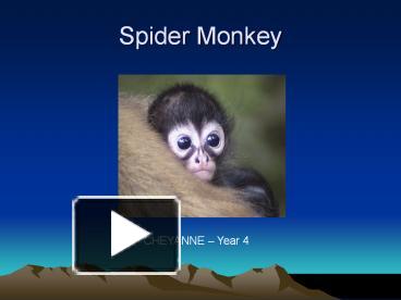 Spider Monkey presentation | free to download