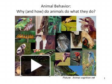 Animal Behavior: Why (and how) do animals do what they do? presentation ...