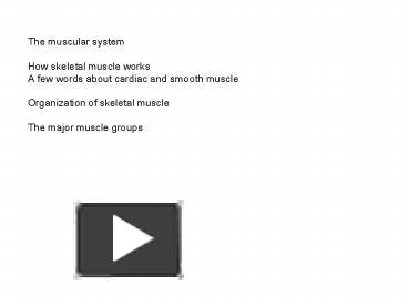 PPT – The muscular system PowerPoint presentation | free to view - id ...
