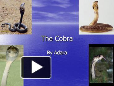 The Cobra presentation | free to view