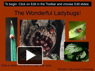 PPT – The Wonderful Ladybugs PowerPoint presentation | free to view ...