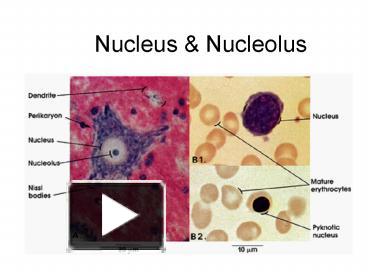 PPT – Nucleus PowerPoint presentation | free to view - id: 573309-N2VmN