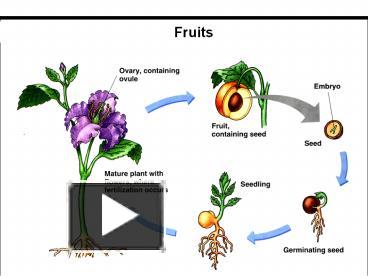 Fruits presentation | free to download