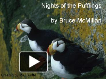 PPT – Nights of the Pufflings by Bruce McMillan PowerPoint presentation ...