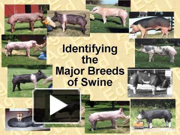 PPT – Identifying the Major Breeds of Swine PowerPoint presentation ...
