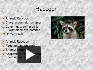 PPT – Raccoon PowerPoint presentation | free to download - id: 58785-ZDc1Z