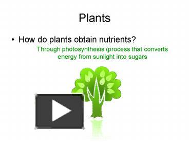 PPT – Plants PowerPoint presentation | free to view - id: 5880fe-YTIyM