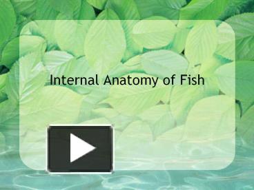 Internal Anatomy of Fish presentation | free to view