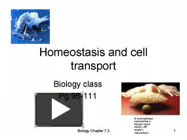 PPT – Homeostasis and cell transport PowerPoint presentation | free to ...