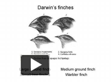 Darwins finches presentation | free to view