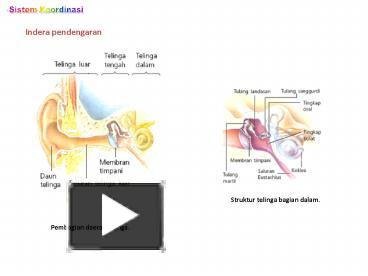 Indera pendengaran presentation | free to download