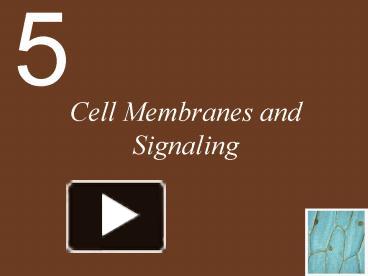 PPT – Cell Membranes and Signaling PowerPoint presentation | free to view - id: 59c794-OTdlN