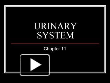 PPT – URINARY SYSTEM PowerPoint presentation | free to view - id: 5a309 ...