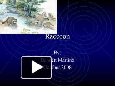 PPT – Raccoon PowerPoint presentation | free to view - id: 5a8f4-ZDc1Z