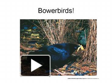 PPT – Bowerbirds! PowerPoint presentation | free to view - id: 5bdf-NDY2N