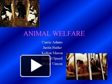 ANIMAL WELFARE presentation | free to view