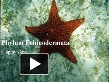 PPT – Phylum Echinodermata PowerPoint presentation | free to view - id ...