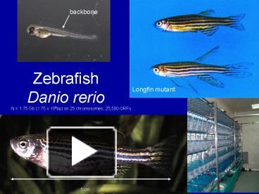 Zebrafish Danio rerio presentation | free to view