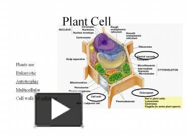 Plant Cell presentation | free to download