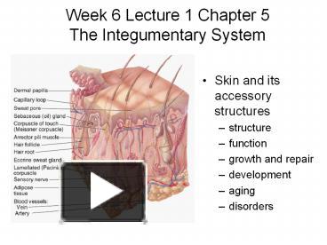 Week 6 Lecture 1 Chapter 5 The Integumentary System presentation | free ...