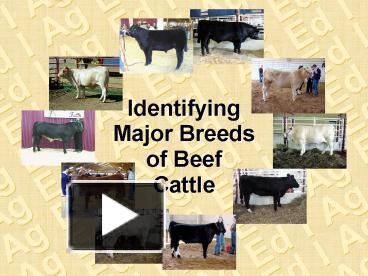 Identifying Major Breeds of Beef Cattle presentation | free to view