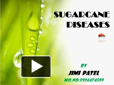 sugarcane diseases presentation | free to download