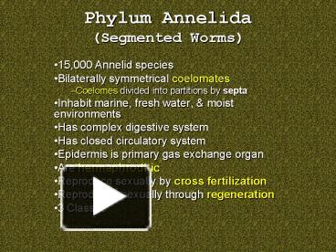 PPT – Phylum Annelida (Segmented Worms) PowerPoint presentation | free ...