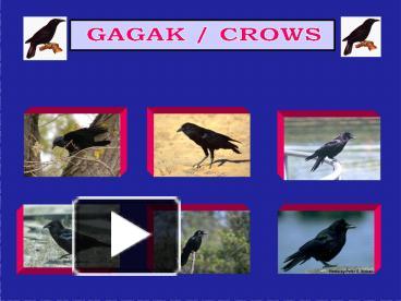 GAGAK CROWS presentation | free to view