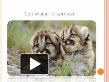 PPT – The world of animals PowerPoint presentation | free to download ...