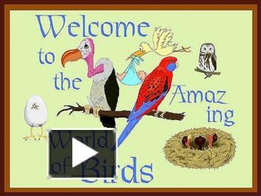Birds, Birds, Birds presentation | free to view
