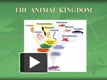PPT – THE ANIMAL KINGDOM PowerPoint presentation | free to view - id ...